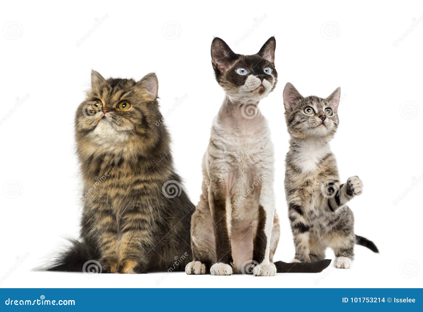 Two Cats Sitting Side By Side Observing The Garden Royalty-Free Stock ...