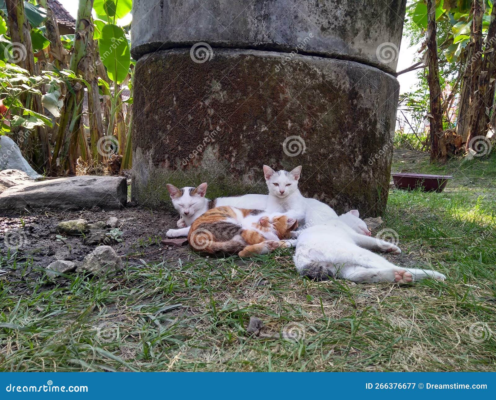 A Group of Cats Sleeping in the Front Yard of the House Stock Image ...