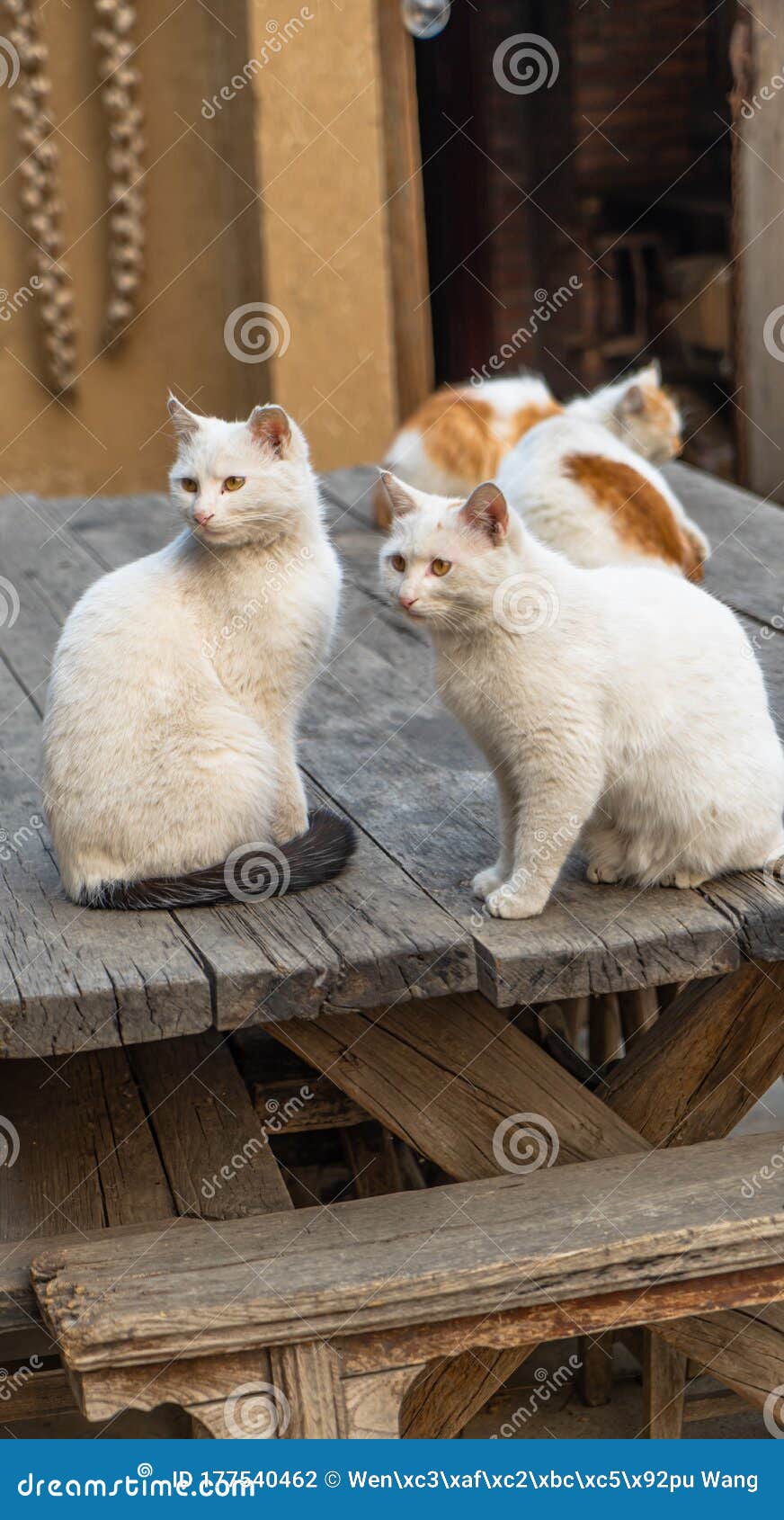 A Group of Cats on the Table Stock Photo - Image of beautiful, portrait ...