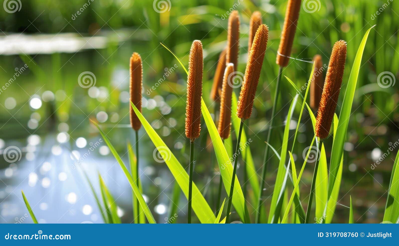 A Group of Cattails Growing in a Natural Pond Their Root Systems Acting ...