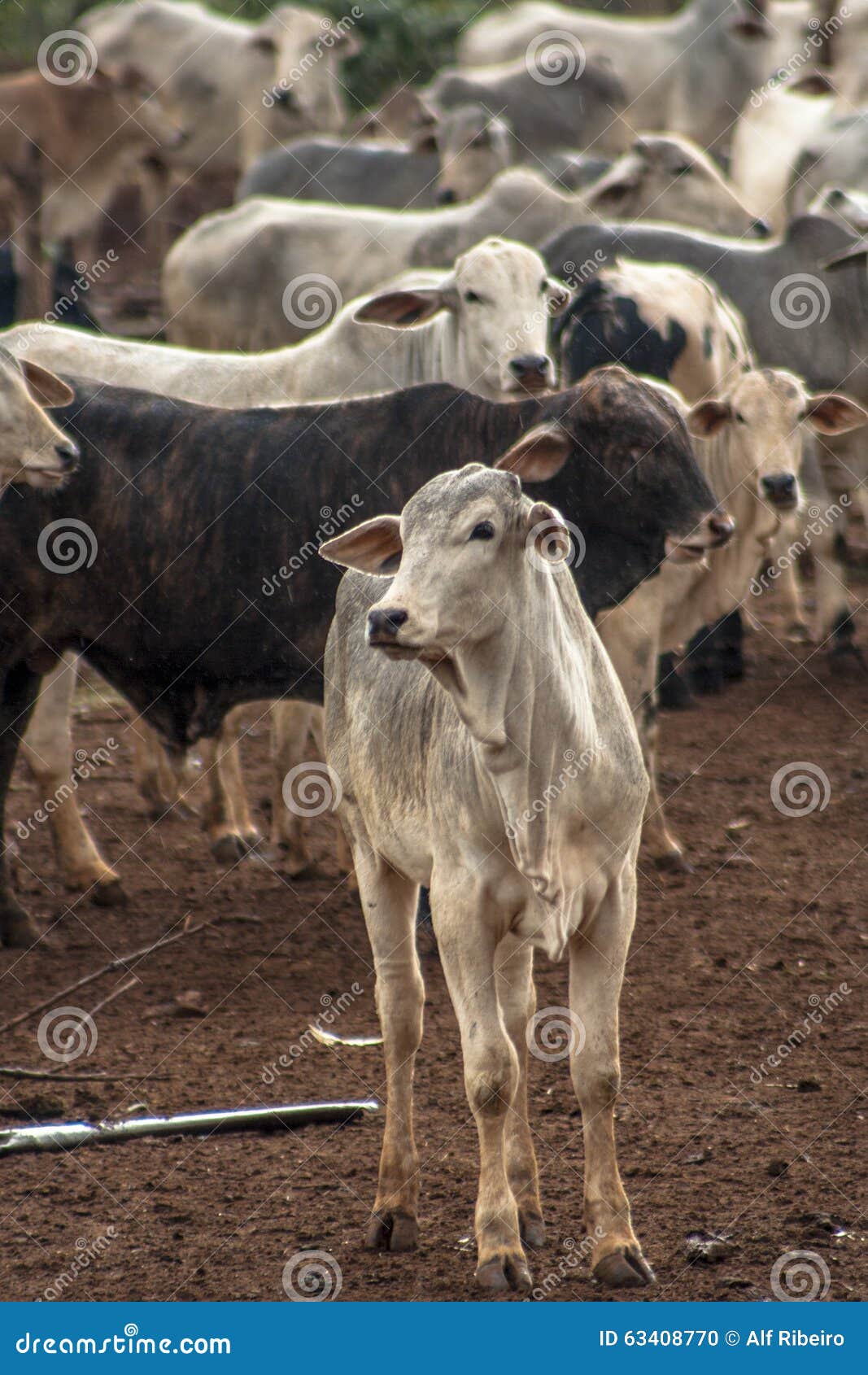 Group of cattle stock photo. Image of bovine, feedlot - 63408770