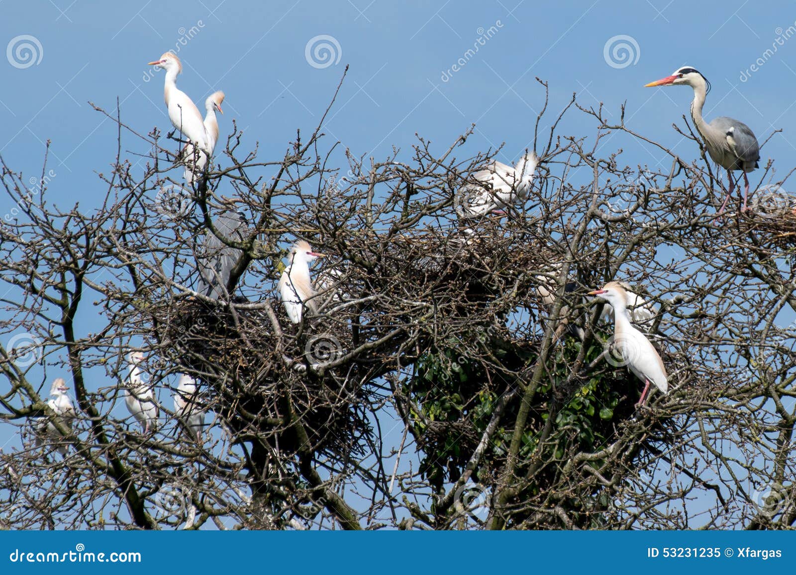 Group of Cattle Egret and Grey Heron on Some Branches Stock Image ...