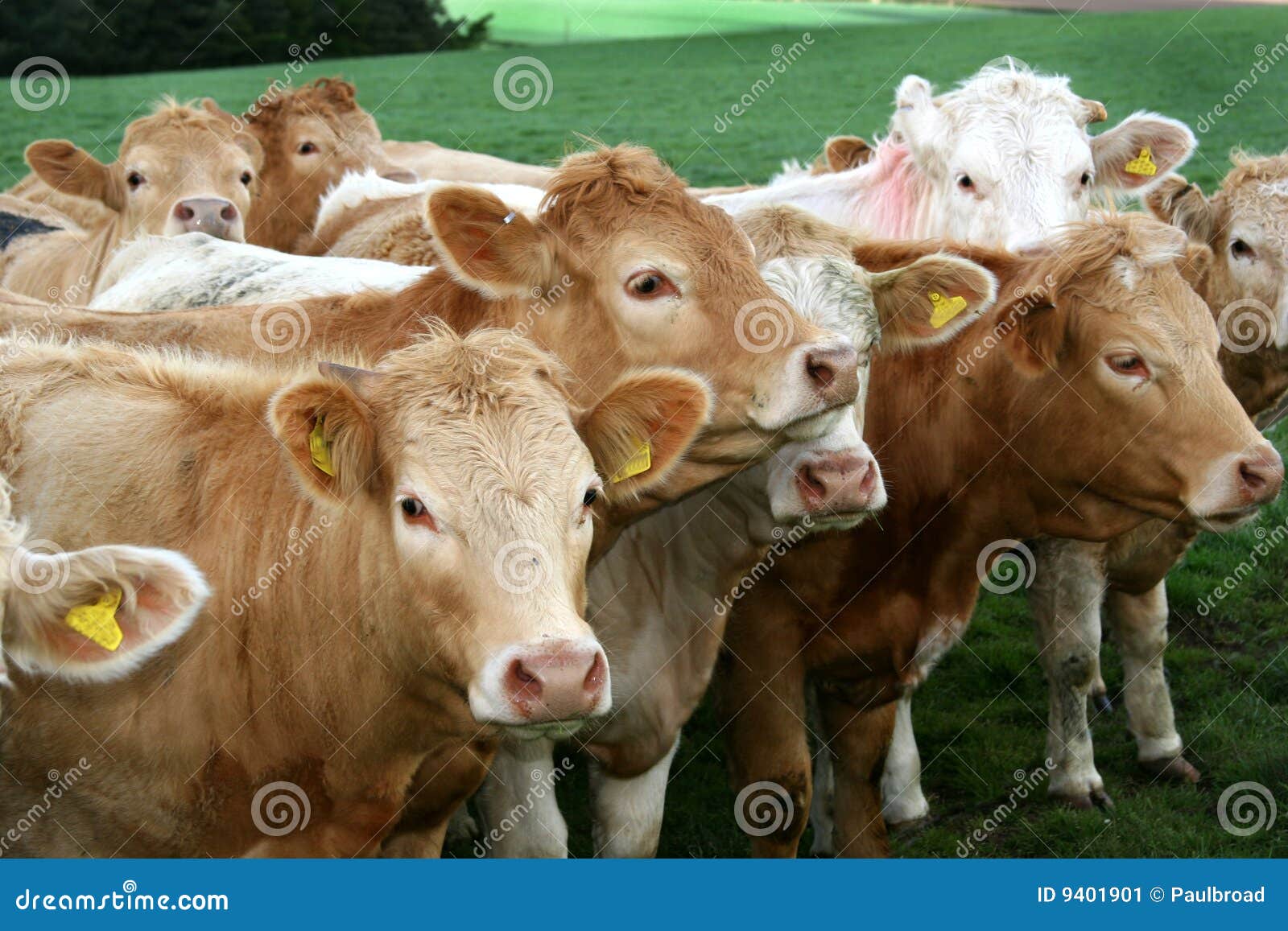 Group of Cattle in Field in the English Lakes. Stock Image - Image of ...