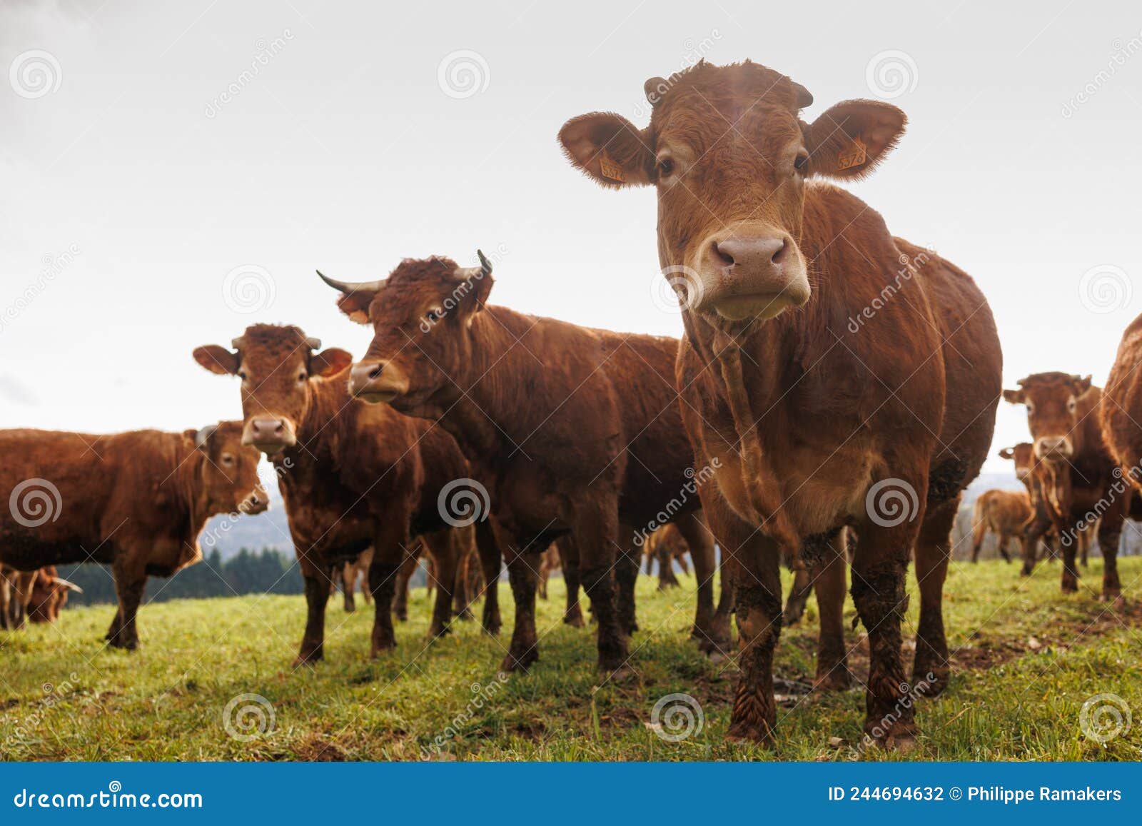 Group of Cattle on Green Grass Pasture Stock Photo - Image of ...