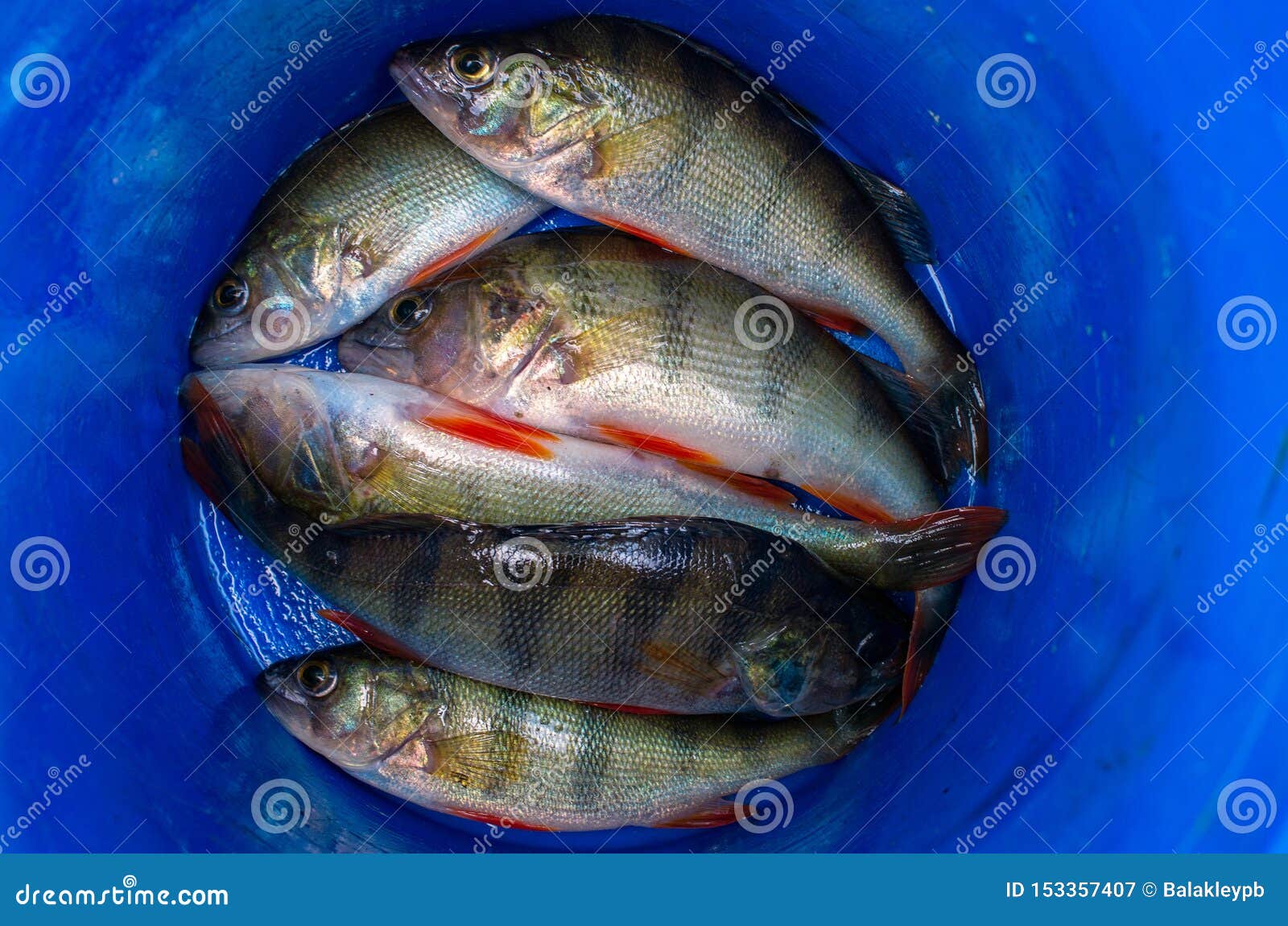Group of caught perch fish stock image. Image of object - 153357407