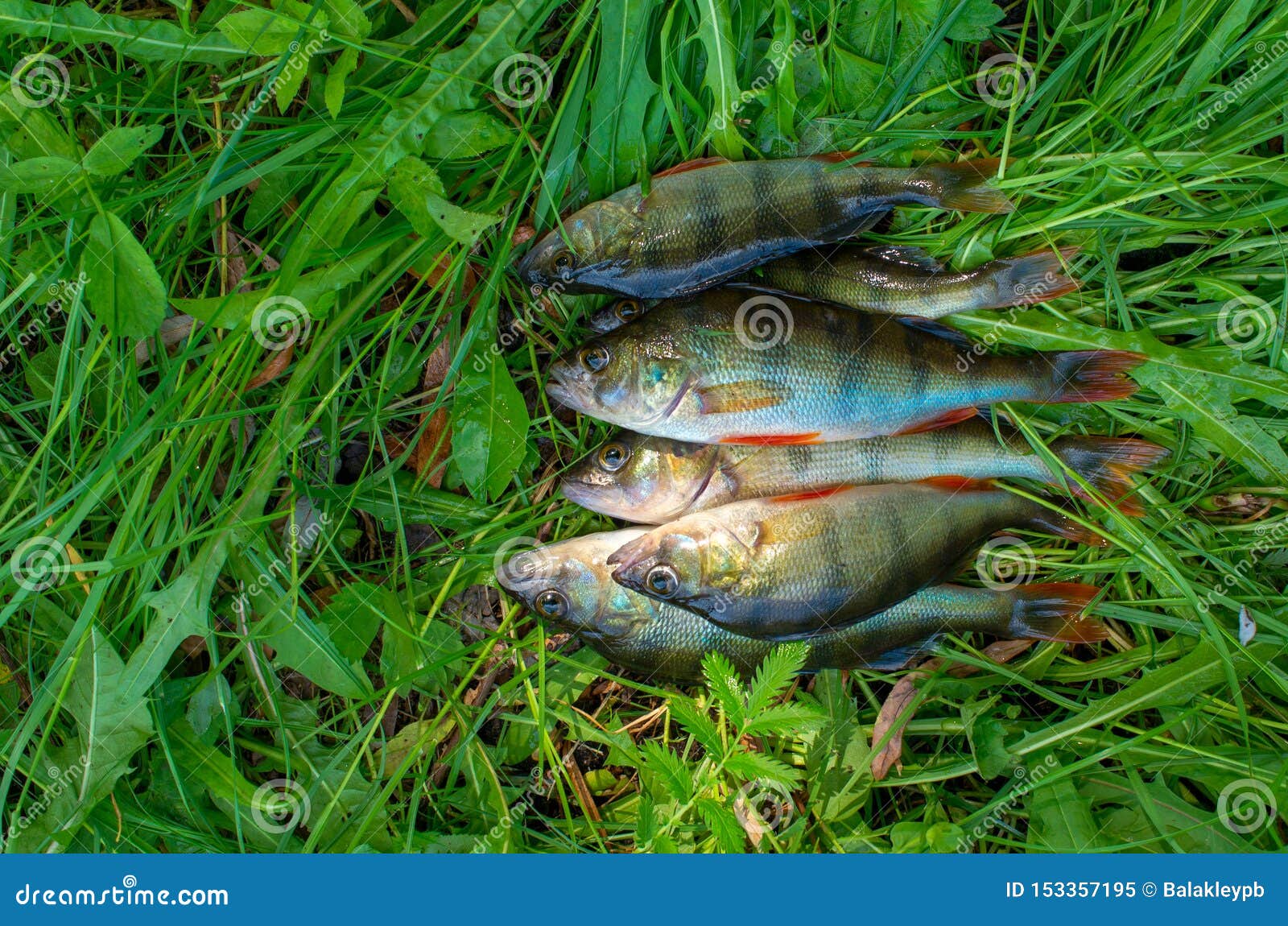 Group of caught perch fish stock image. Image of fishing - 153357195
