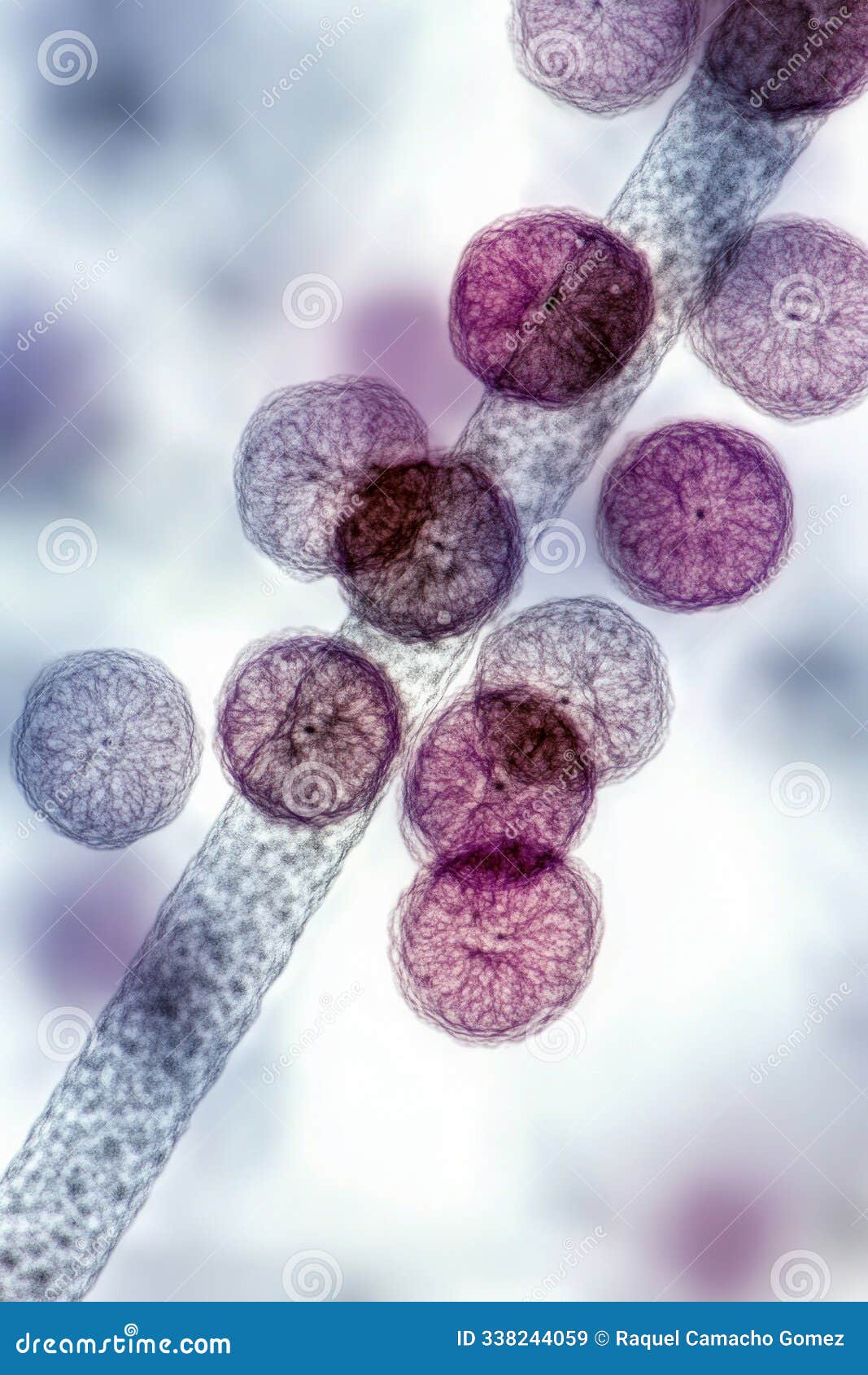 Group of Cells on a Light Background. Microscope View Stock ...