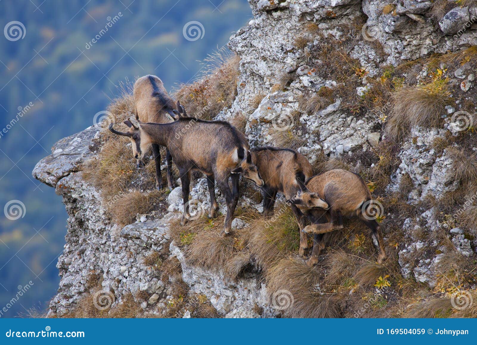 Group of chamois goats stock image. Image of europe - 169504059