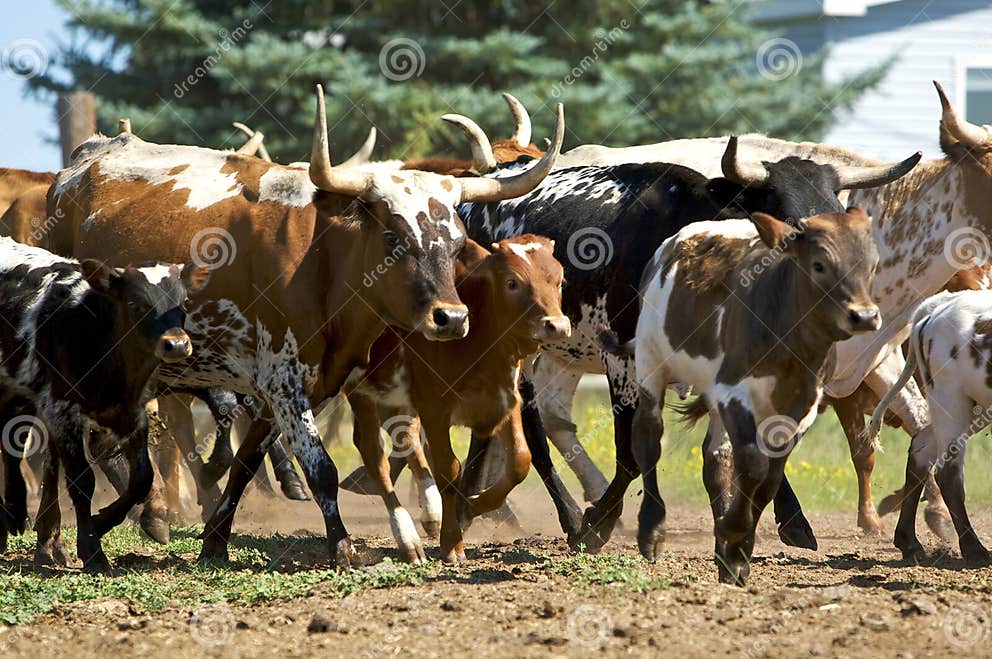 Group of Charging Cattle stock photo. Image of longhorn - 6815532