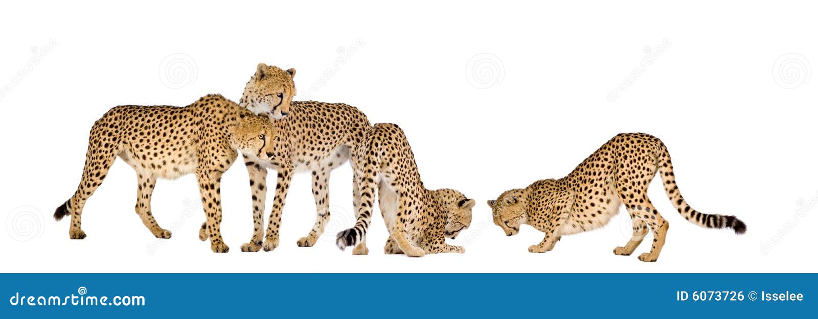 White Cheetah Pattern Stretch Jacquard Knit Fabric Texture Stock ...