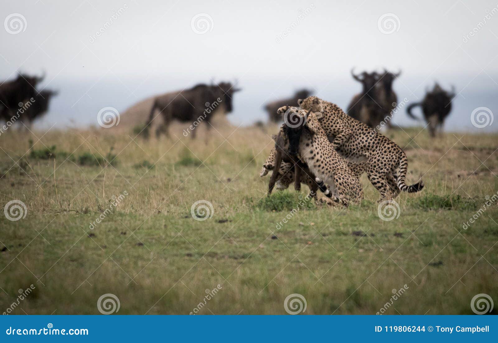 Cheetahs Attacking Wildebeest Stock Photo - Image of jubatus, safari ...
