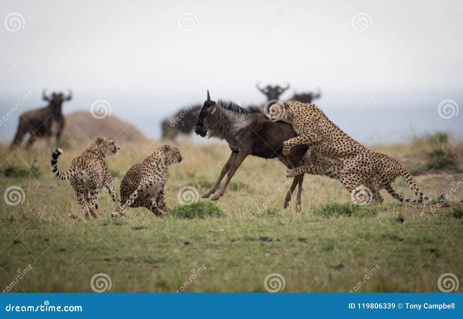 Cheetahs Attacking Wildebeest Stock Image - Image of fight, kenya ...