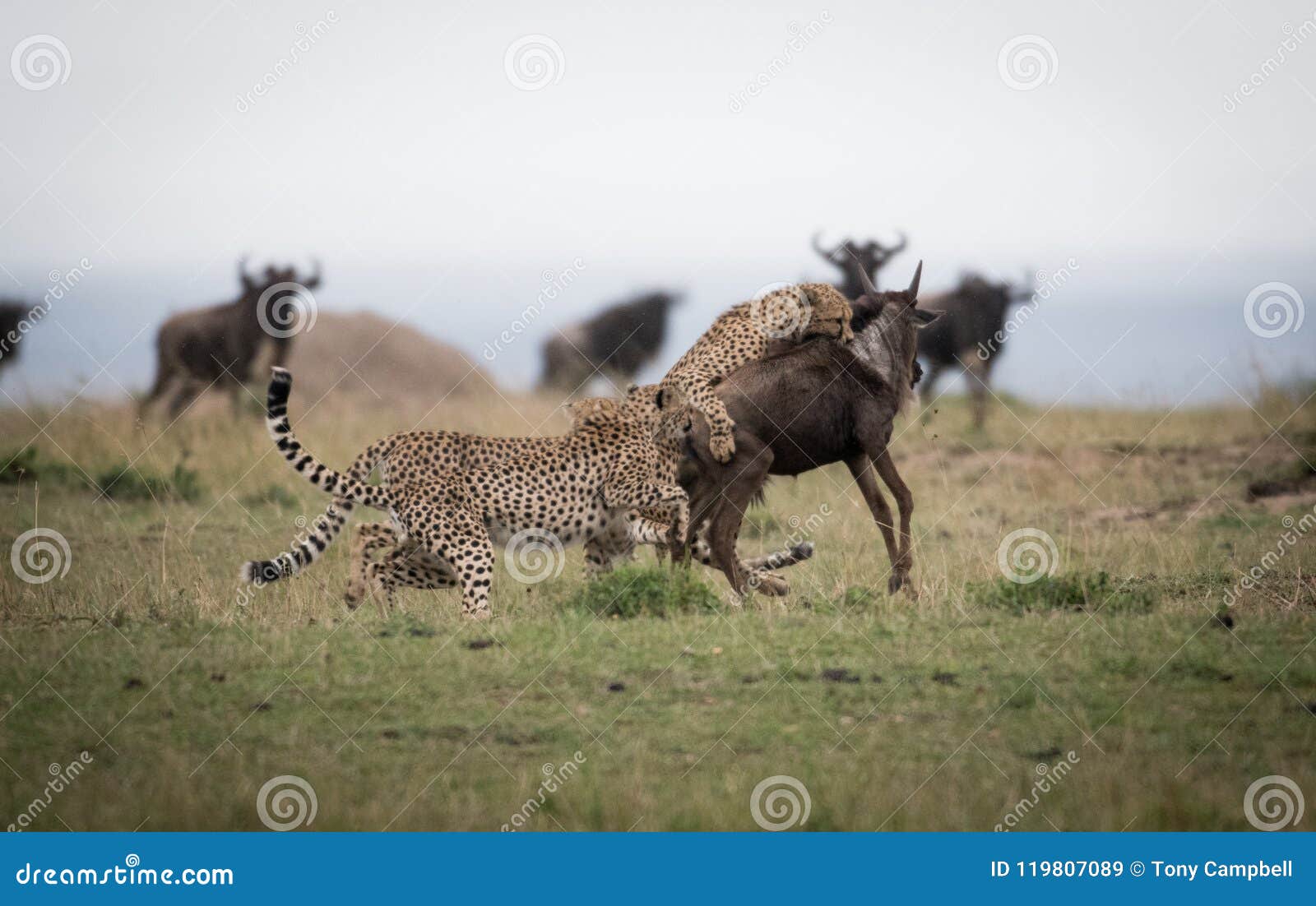 Cheetahs Attacking Wildebeest Stock Image - Image of cheetah, prey ...