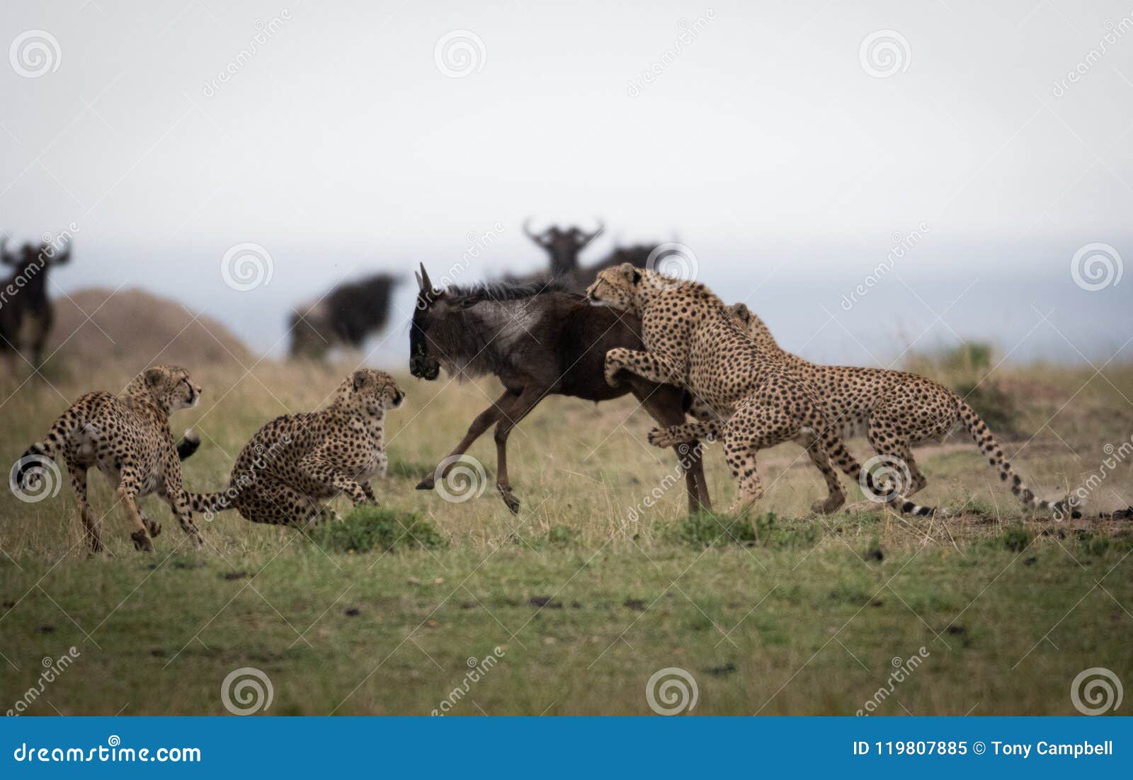 Cheetahs Attacking Wildebeest Stock Image - Image of wild, mara: 119807885