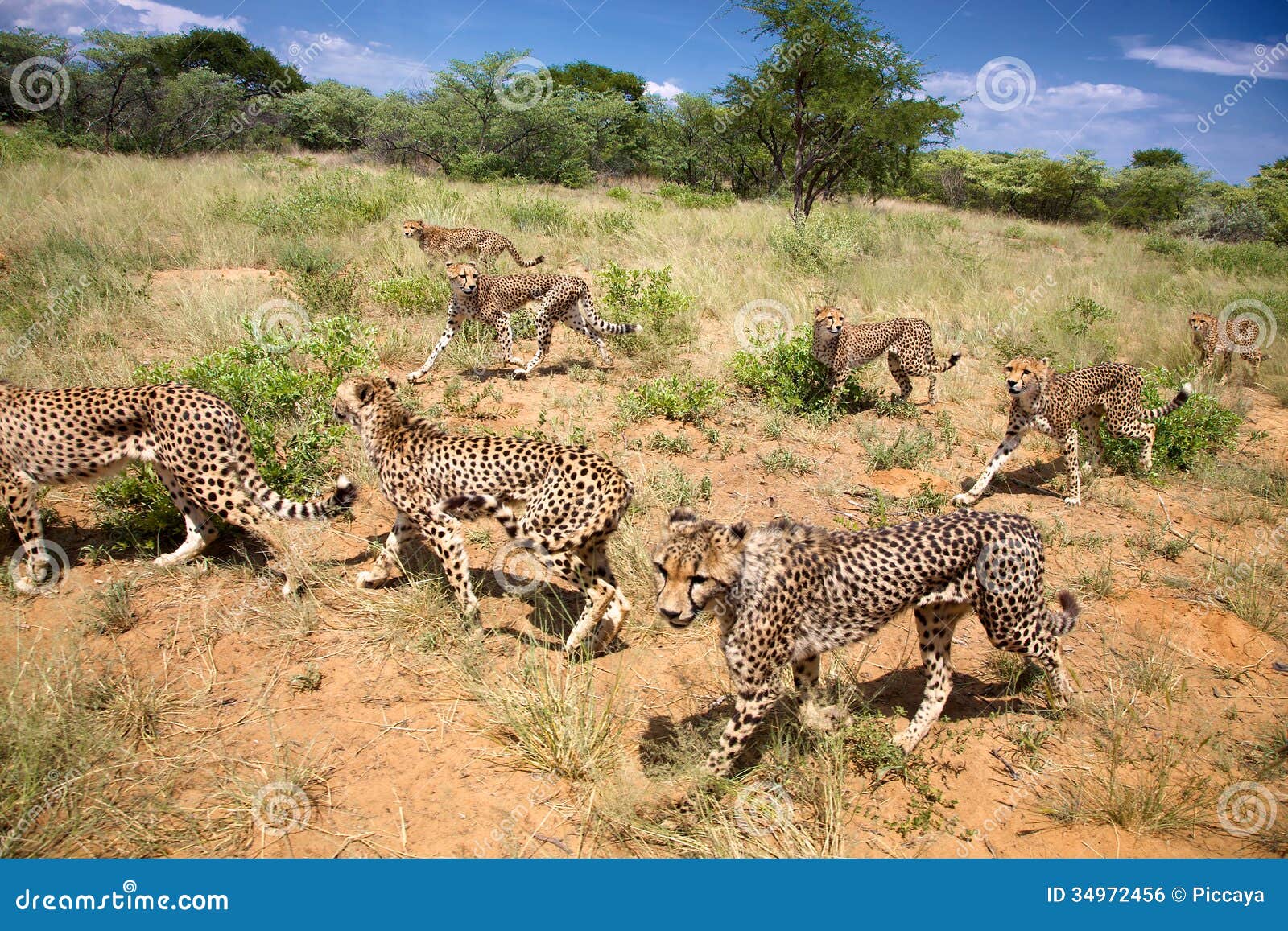 Group of Cheetahs Looking for Food Stock Photo - Image of africa ...