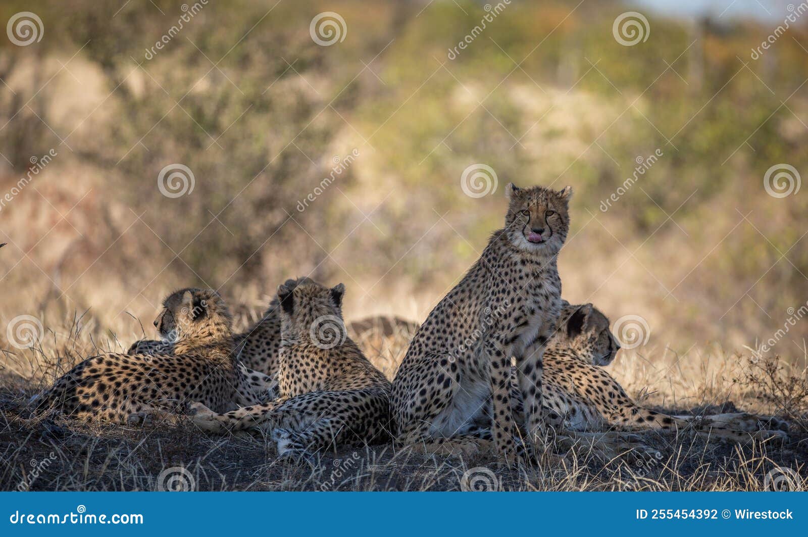 Group of Cheetahs Relaxing in the Wild and One Looking at the Camera ...