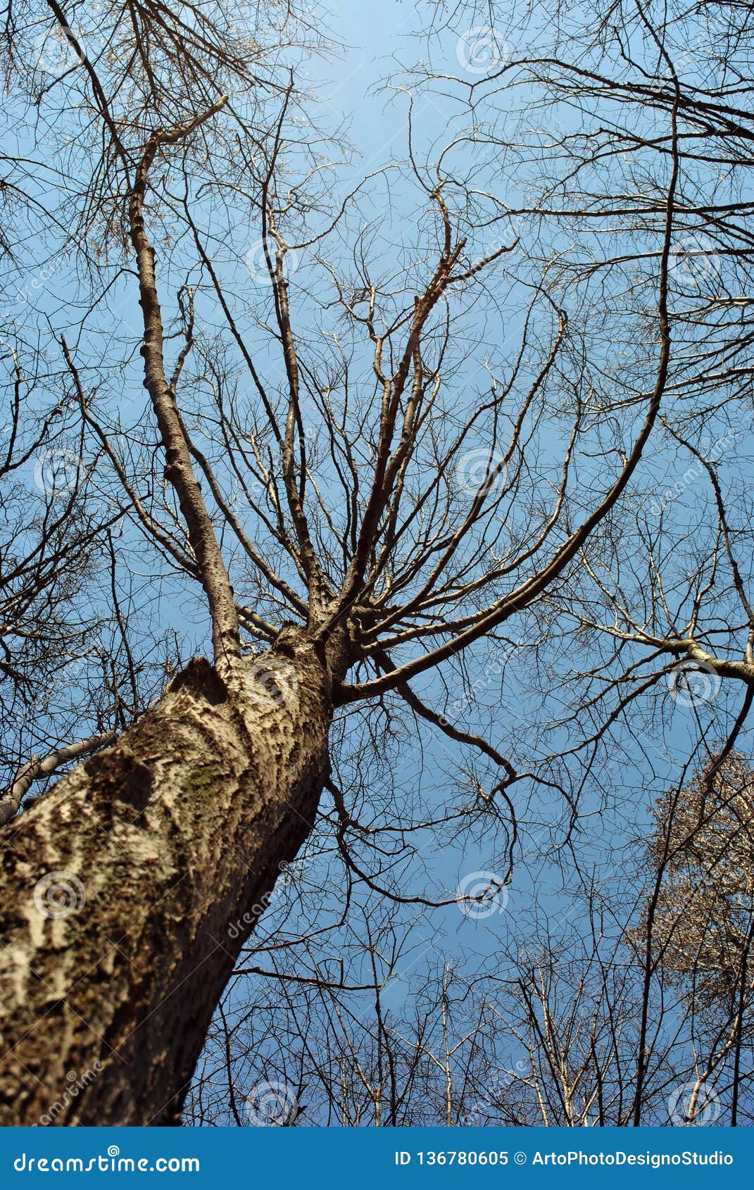 Group of Chestnut Trees Brown Trunks Texture and Branches without ...