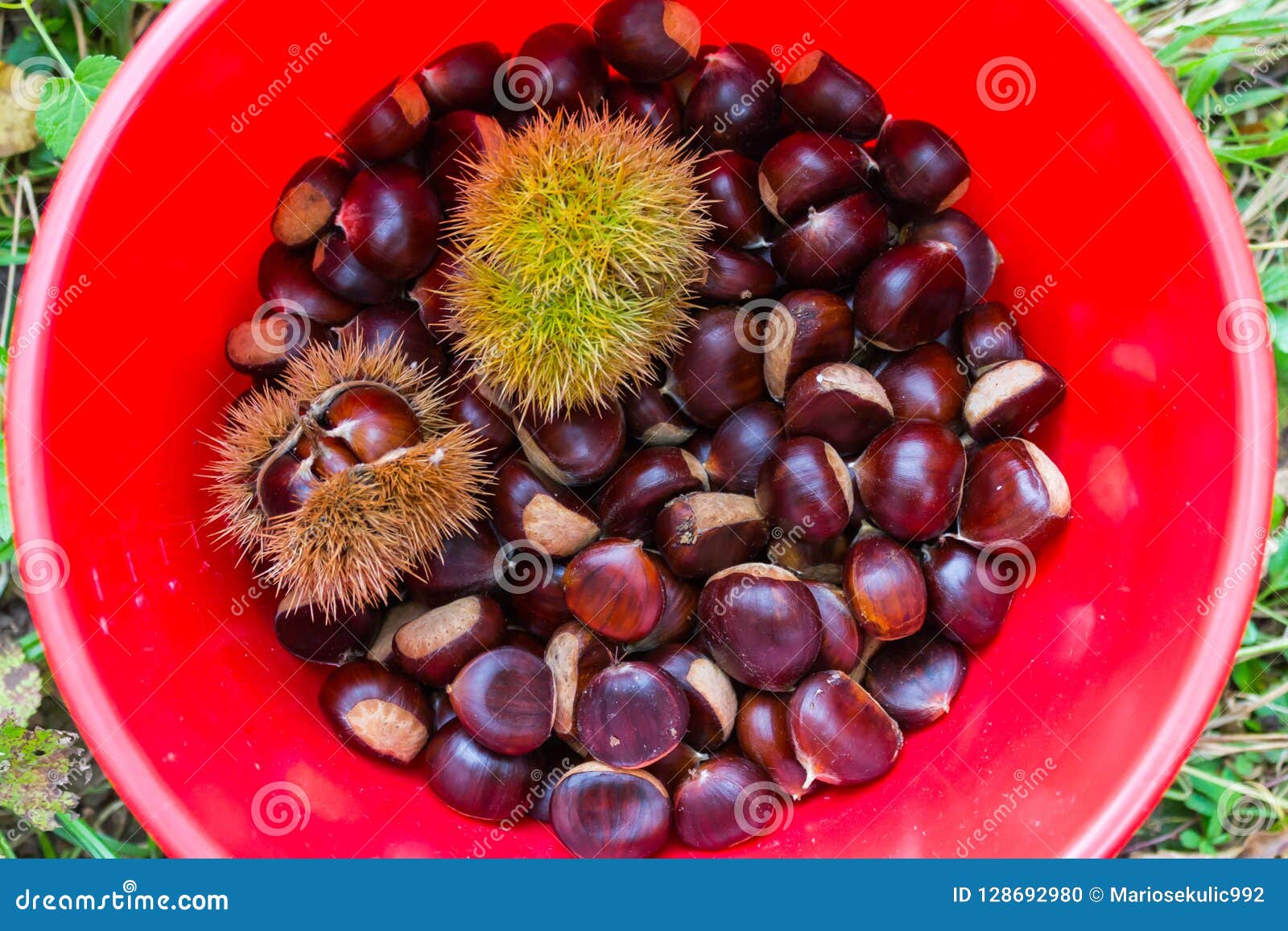 Group of Chestnuts in a Red Bucket. Stock Photo - Image of brown, fresh ...