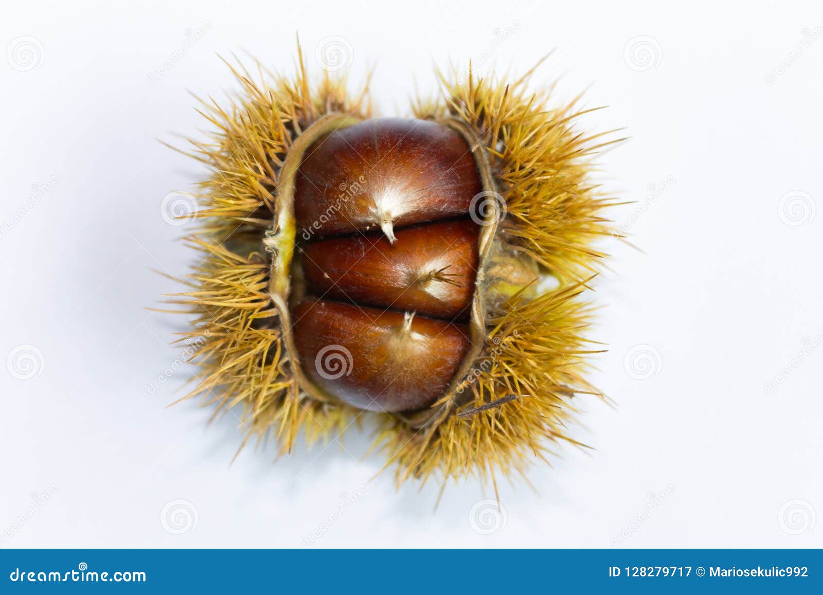 Group of Chestnuts in Their Shell. Stock Image - Image of autumn ...