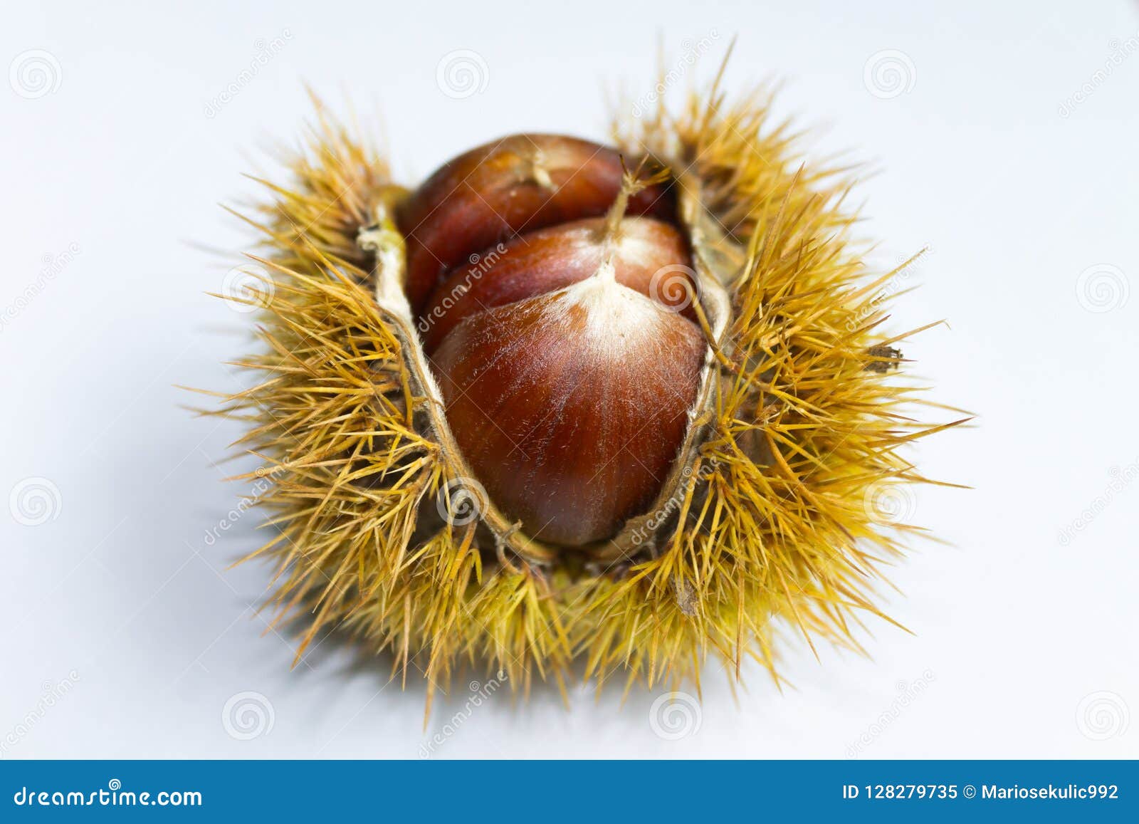 Group of Chestnuts in Their Shell. Stock Image - Image of edible ...