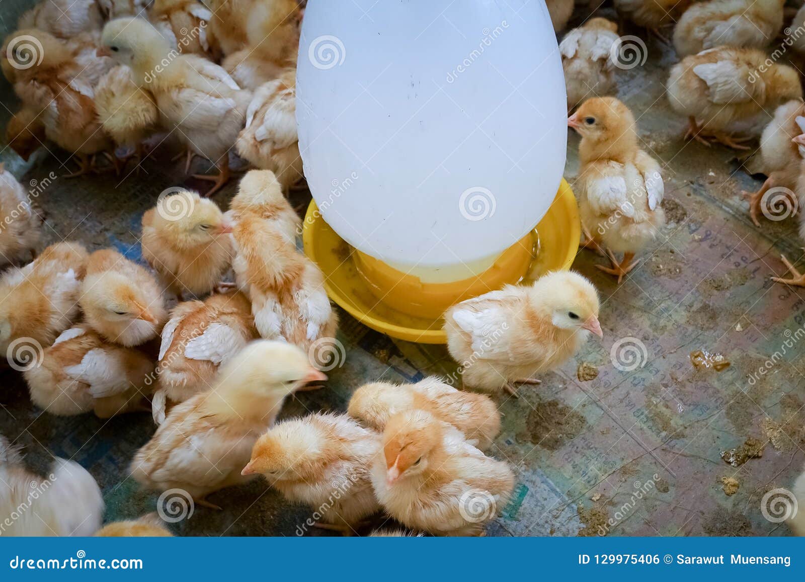 A group chick at farm stock photo. Image of agriculture - 129975406
