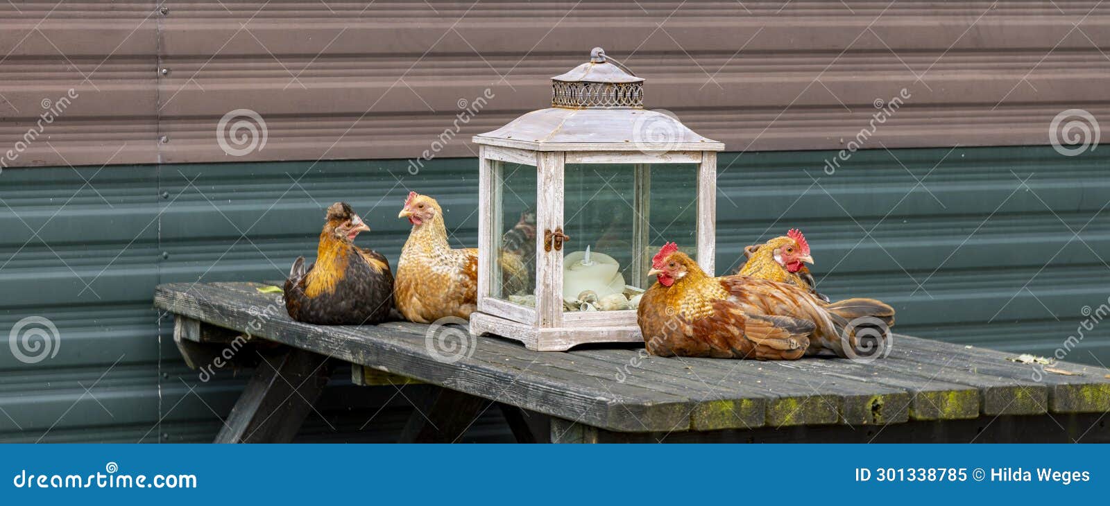 Chicken at picknick table stock image. Image of farming - 301338785