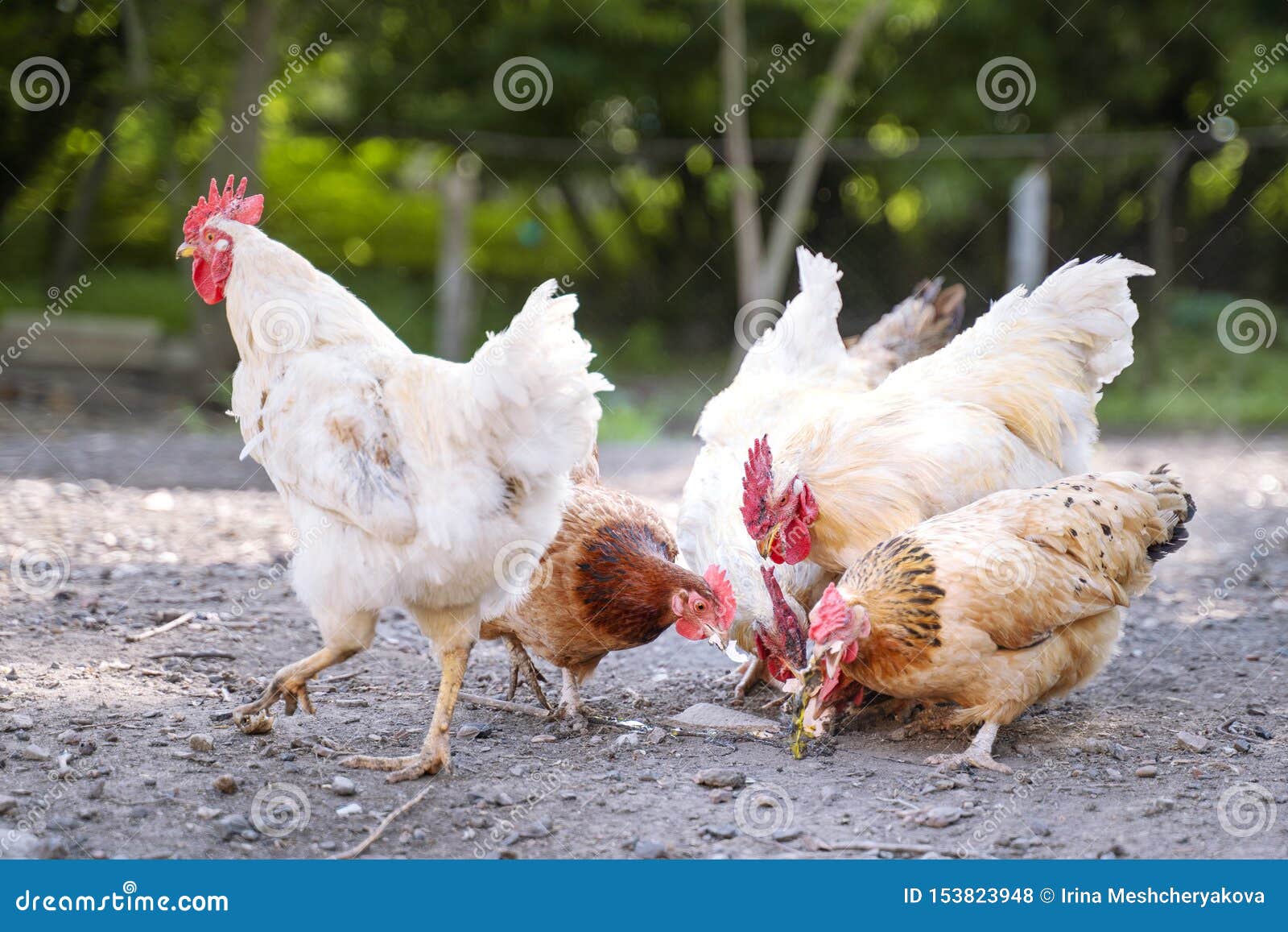 A Group of Chickens Eating Corn in the Yard Stock Photo - Image of food ...