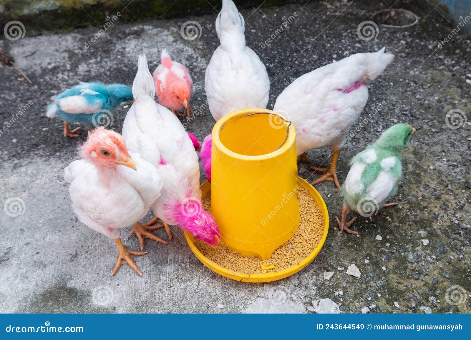 A Group of Chickens Eating Pellets Stock Image - Image of beak, farming ...