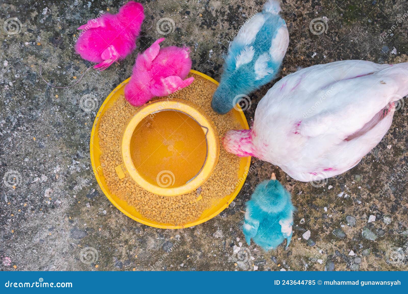 A Group of Chickens Eating Pellets Stock Image - Image of livestock ...