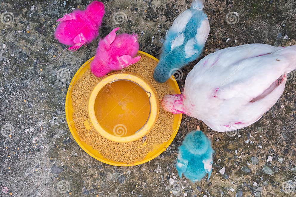 A Group of Chickens Eating Pellets Stock Image - Image of livestock ...