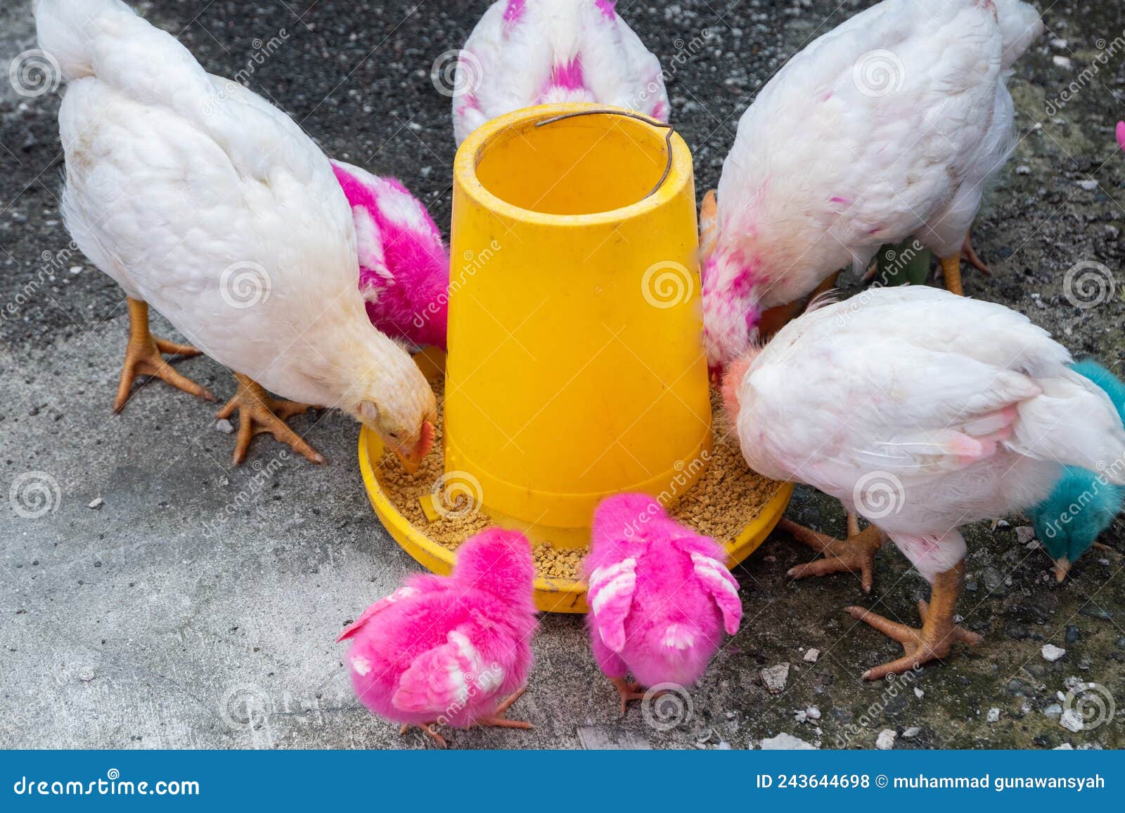 A Group of Chickens Eating Pellets Stock Photo - Image of beautiful ...