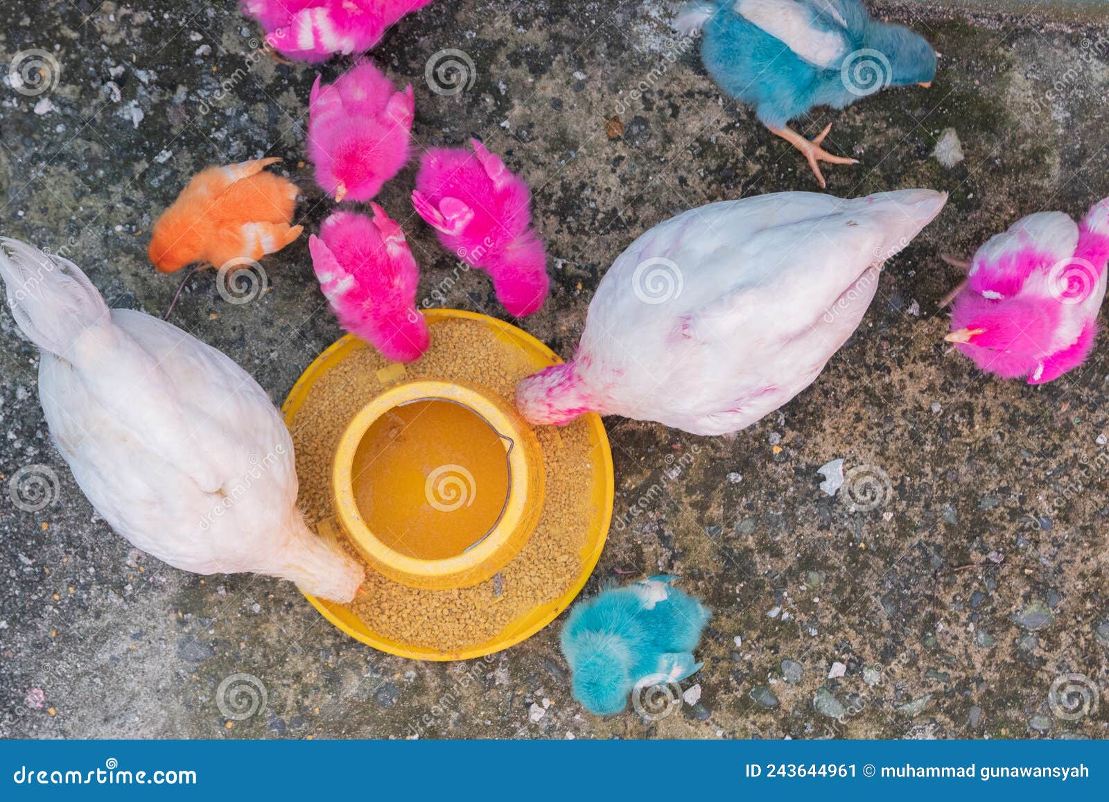 A Group of Chickens Eating Pellets Stock Image - Image of farmer ...