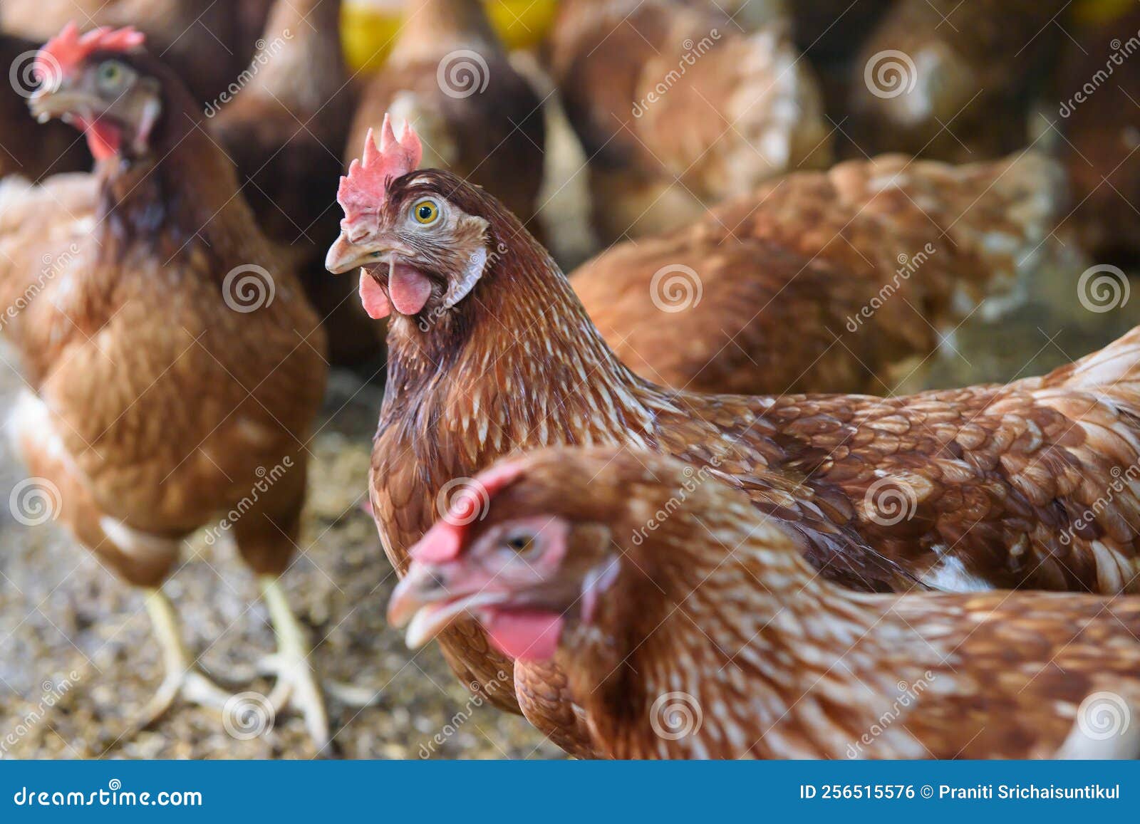 Group of Chickens on the Farm Stock Photo - Image of chickens, closeup ...