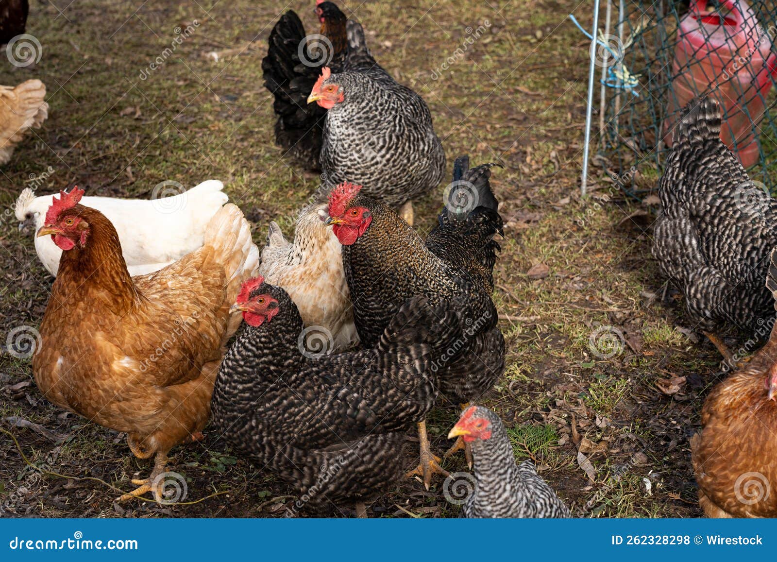Group of Chickens in a Field Stock Photo - Image of rural, bird: 262328298