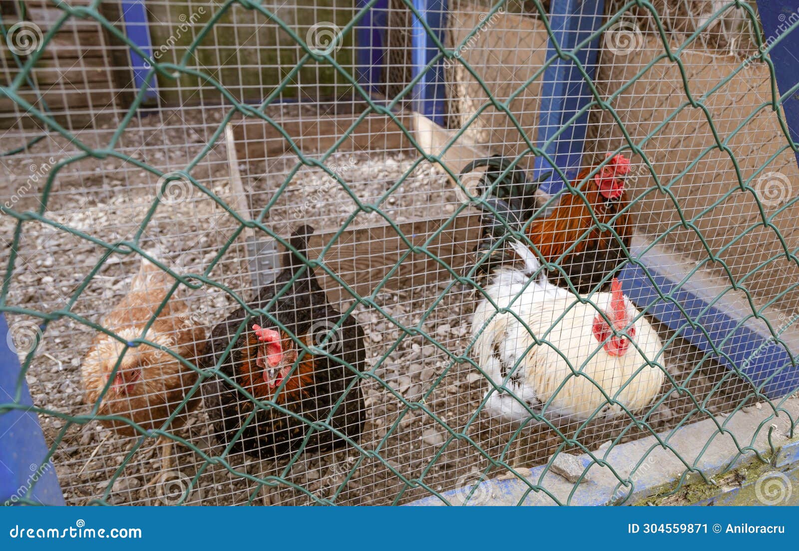 A Group of Chickens are Inside a Cage. Stock Image - Image of business ...