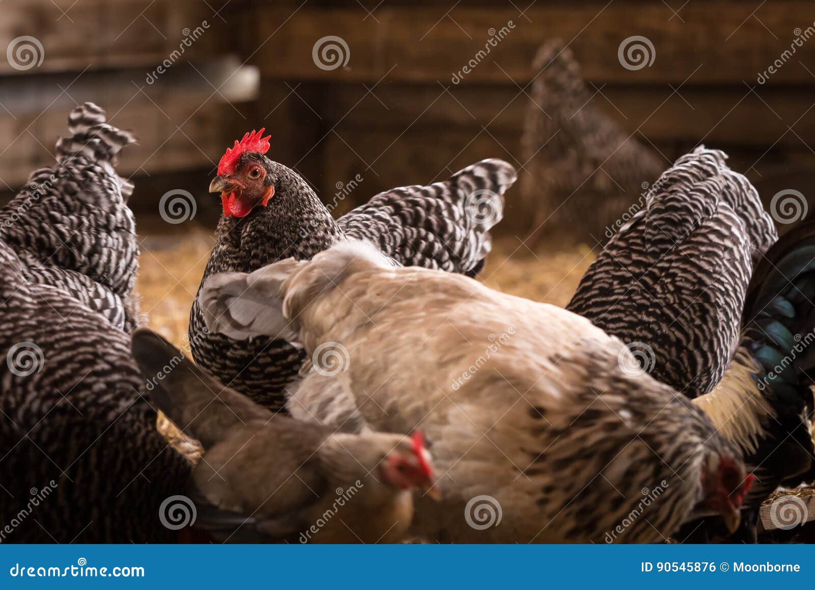 A Group of Chickens stock photo. Image of feeding, livestock - 90545876