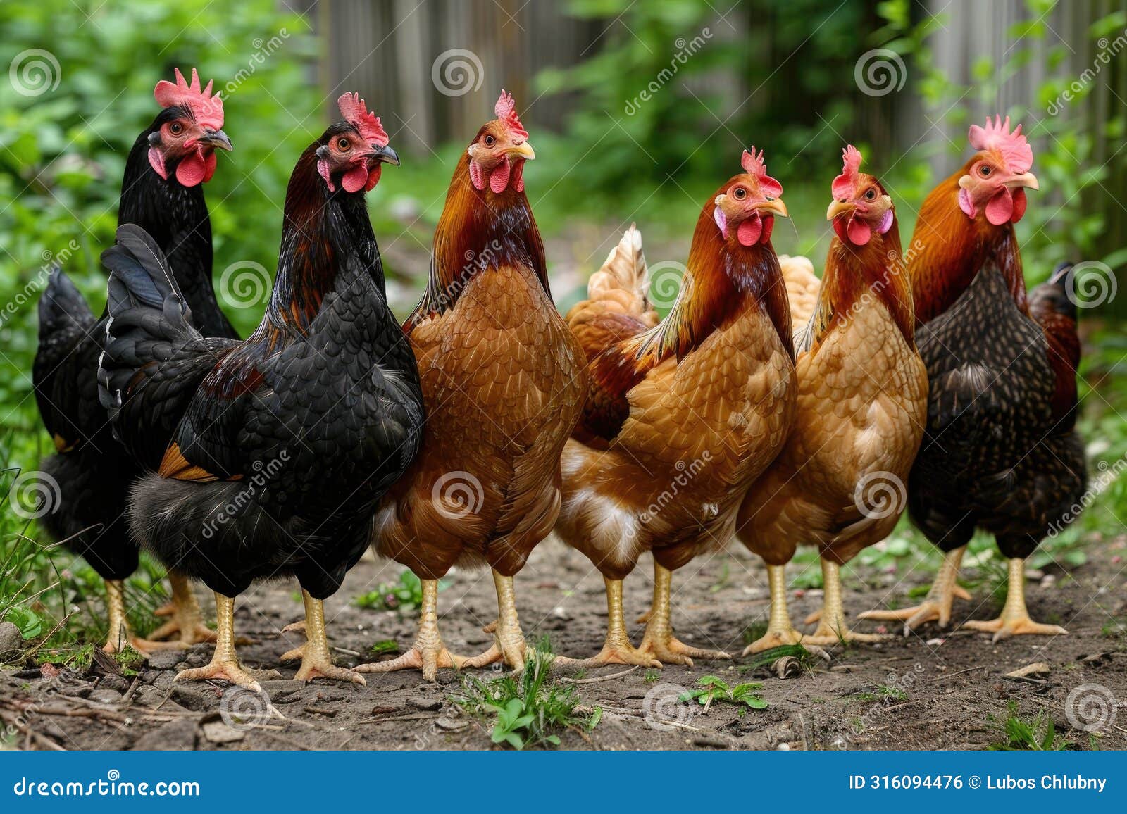 A Group of Chickens Standing Next To Each Other Stock Illustration ...