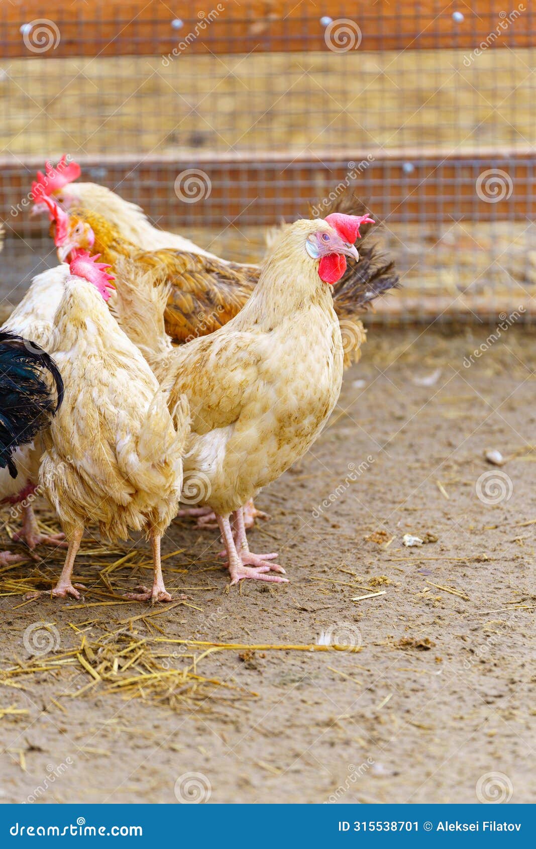 Group of Chickens Standing in a Row, Each Clucking and Pecking at the ...