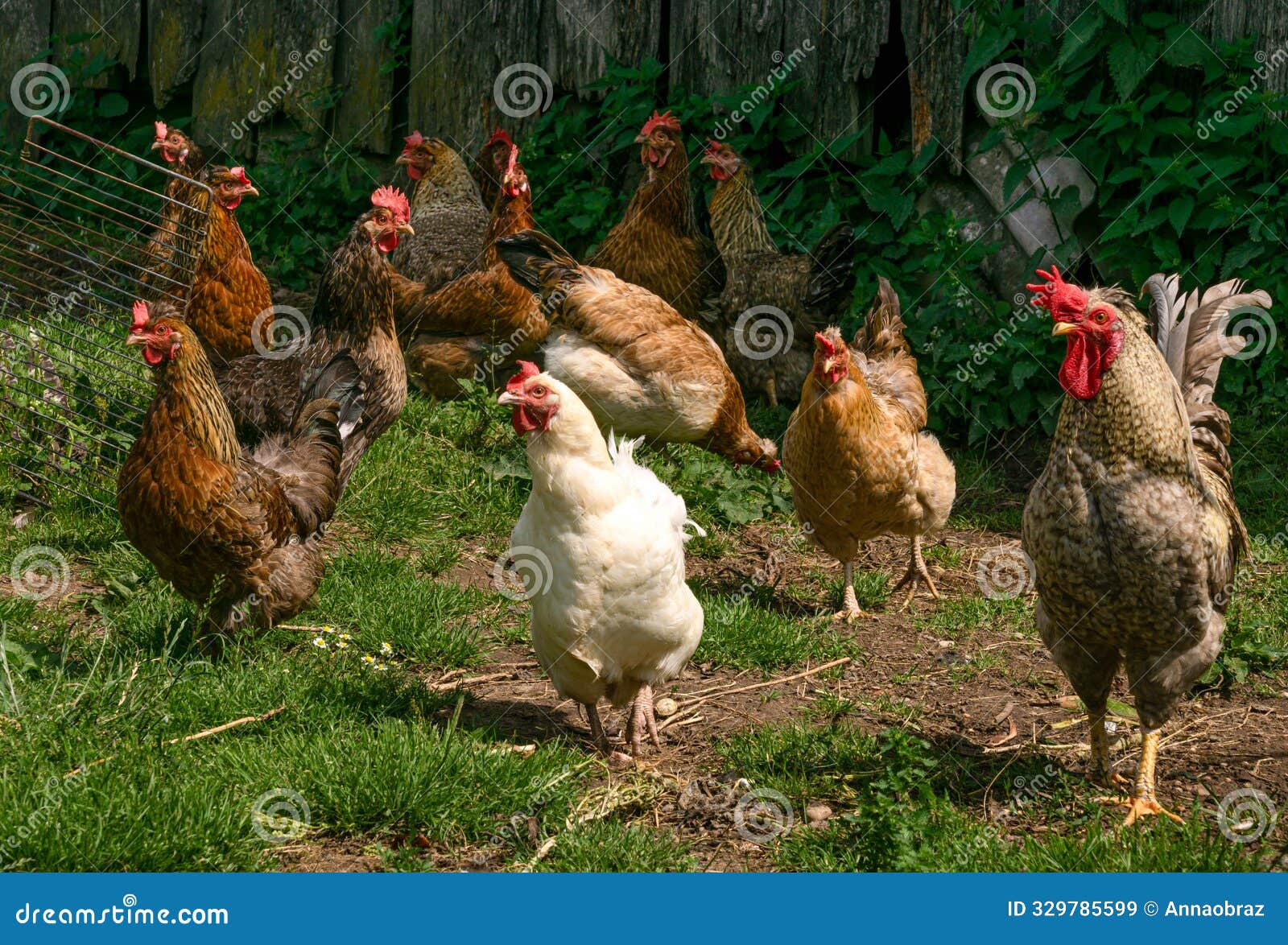 A Group of Chickens are Walking in a Village Yard. Stock Image - Image ...