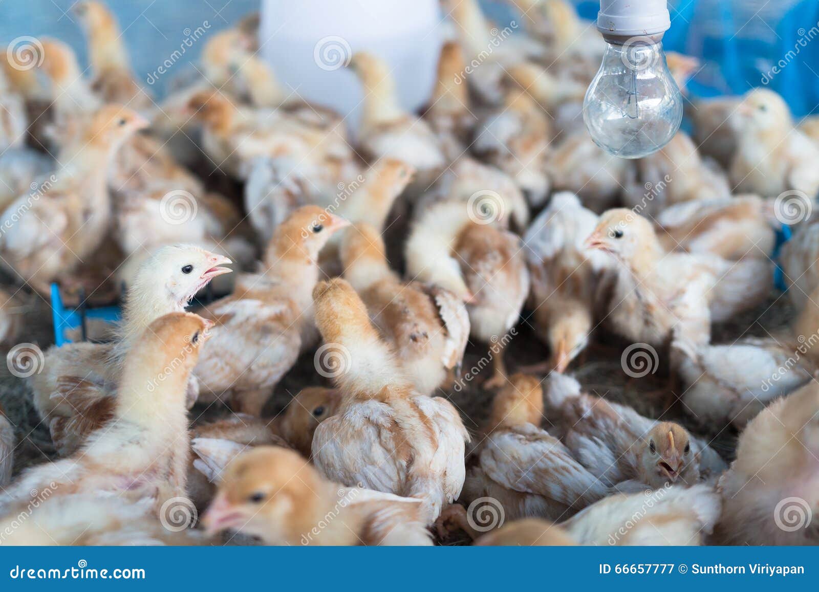 Group of chicks crowded stock image. Image of born, chicken - 66657777