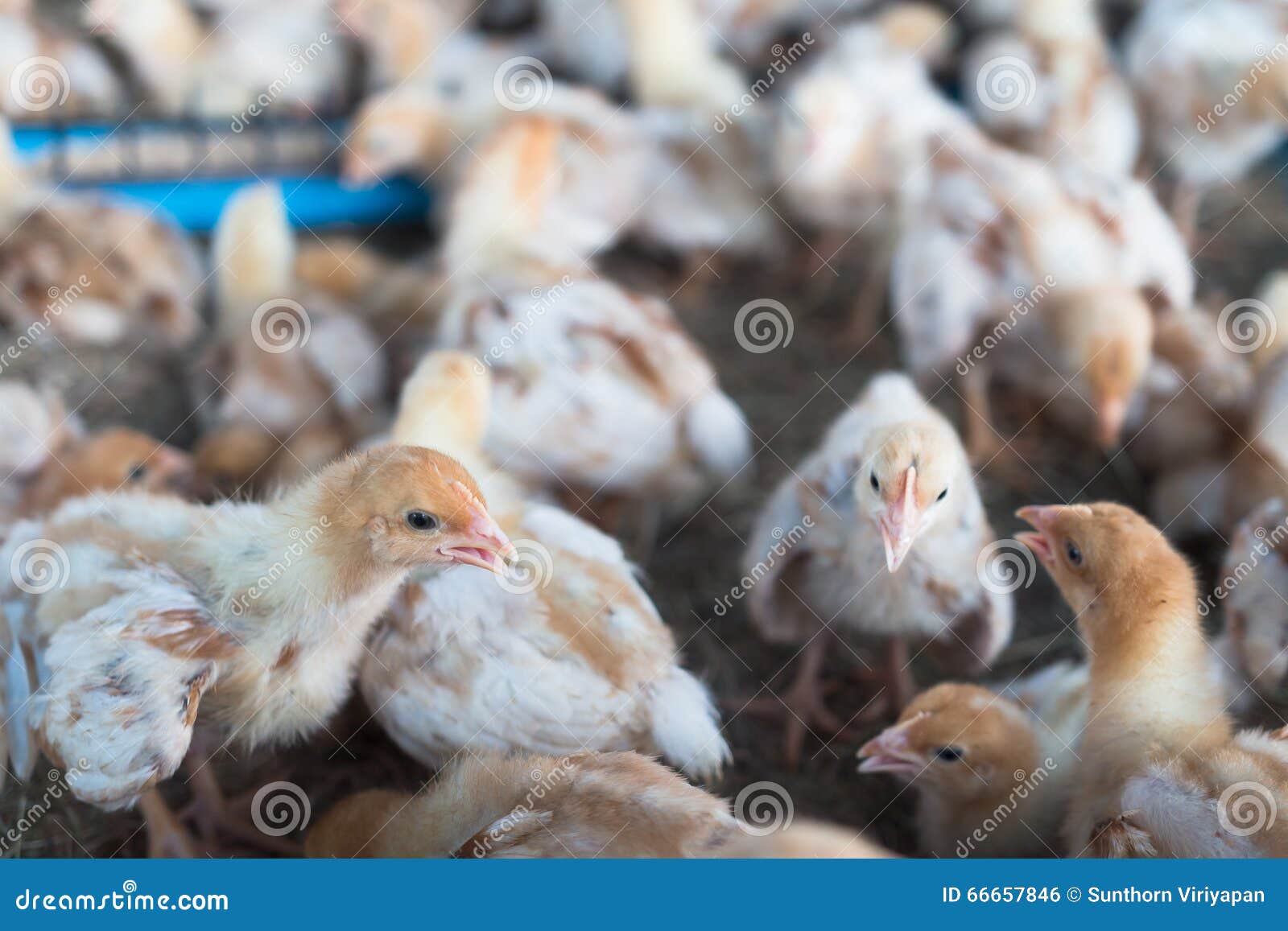 Group of chicks crowded stock photo. Image of growing - 66657846