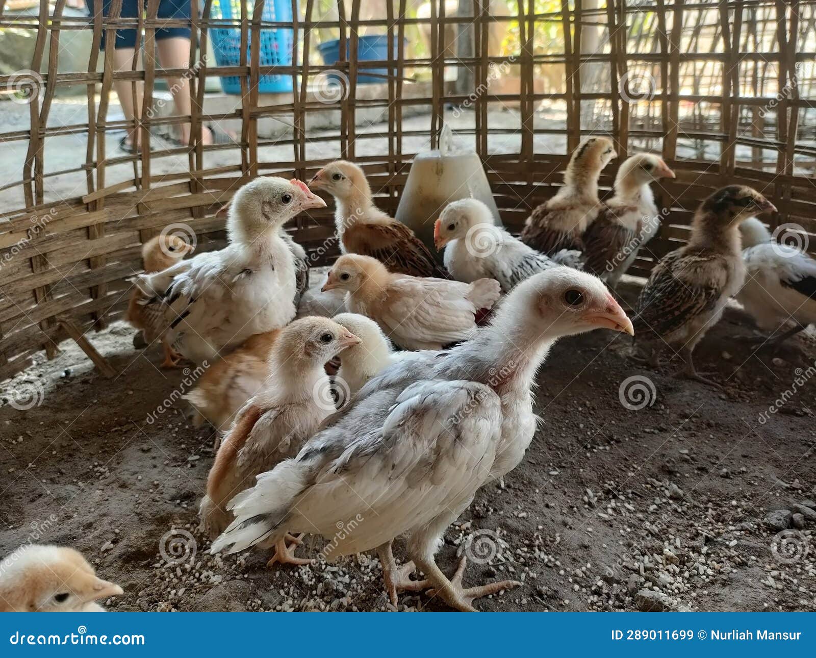 A Group of Chicks that Were Separated from Their Mother and Kept in ...