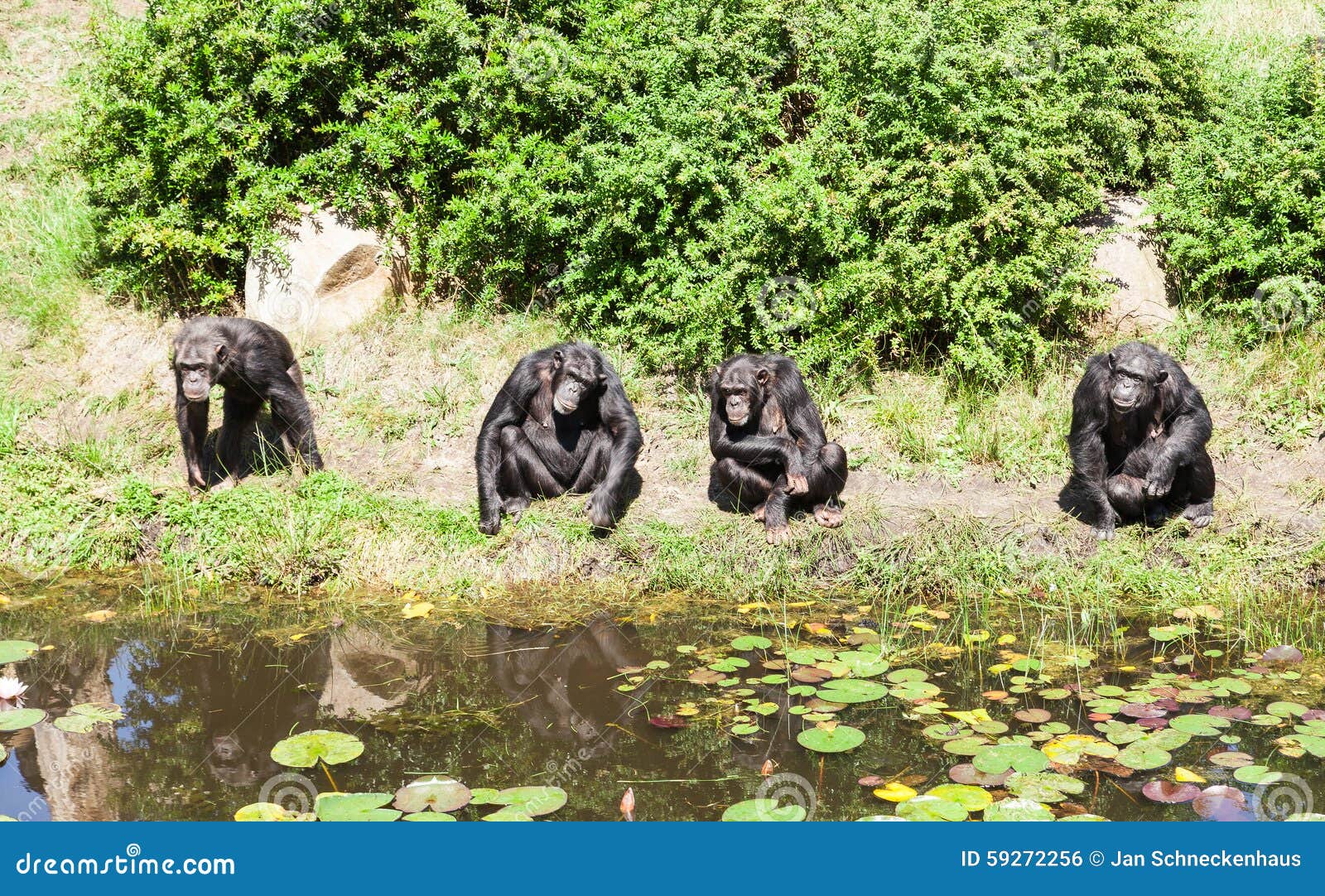 A group of chimpanzees stock photo. Image of grass, beautiful - 59272256