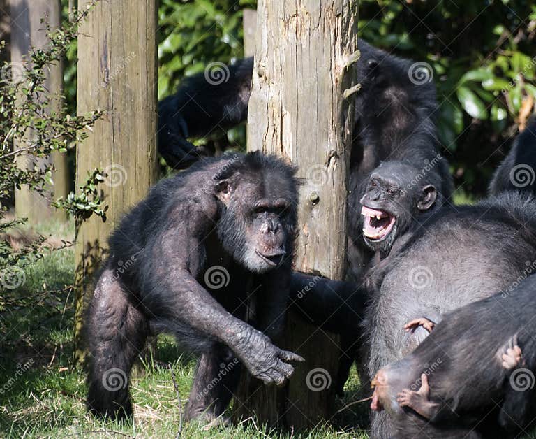 A Group of Chimpanzees Playing Together Stock Photo - Image of black ...