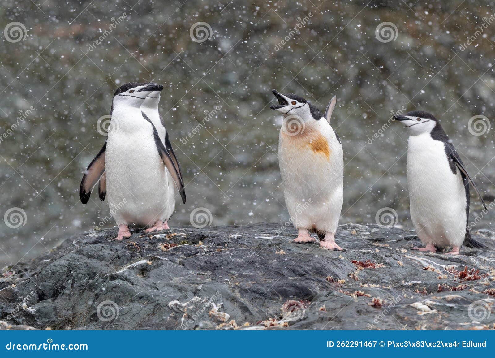 A Group of Chinstrap Penguins Staring Towards a Noisy, Screaming ...