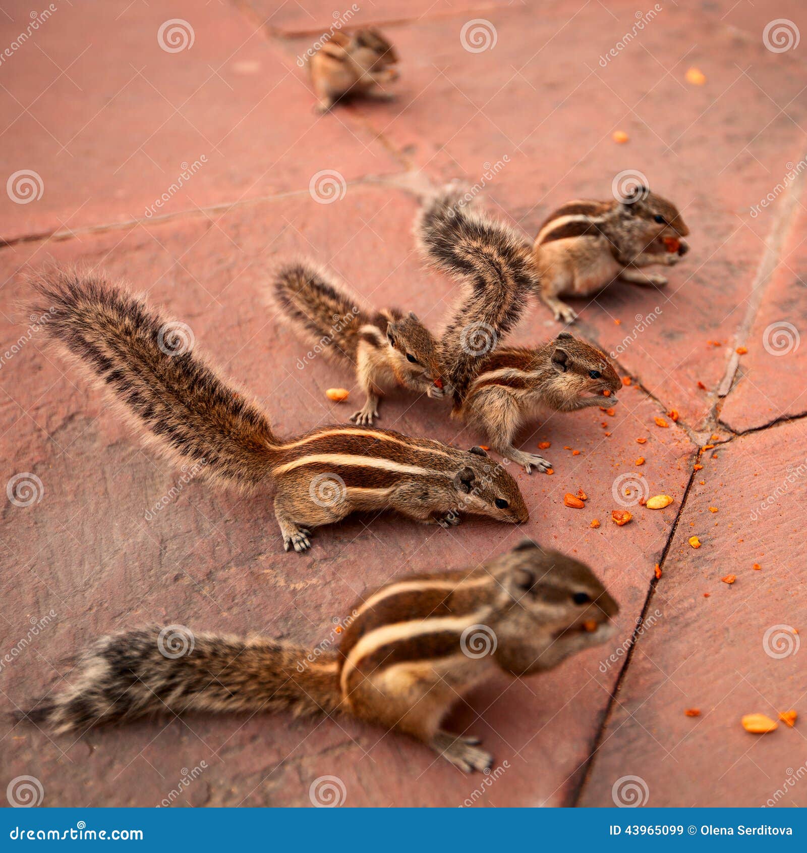 Group of Chipmunks Eating Nuts Stock Image - Image of creature, park ...