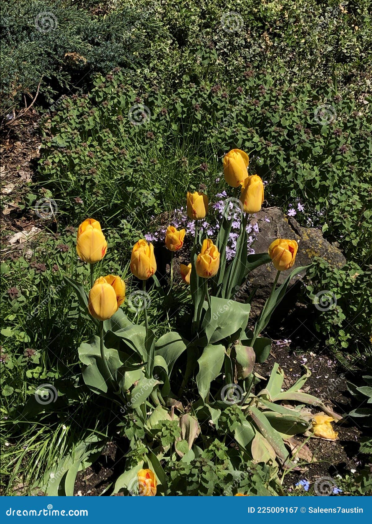 Yellow Tulip Family stock image. Image of family, tulip - 225009167
