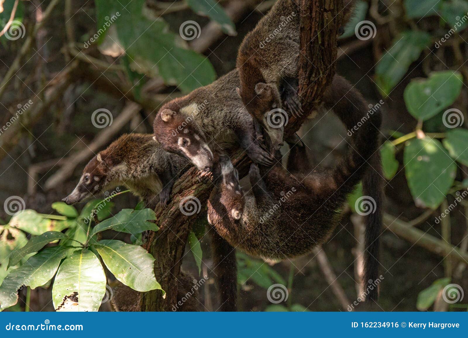 A Group of Coatis in the Jungle Stock Photo - Image of jointed, jungle ...