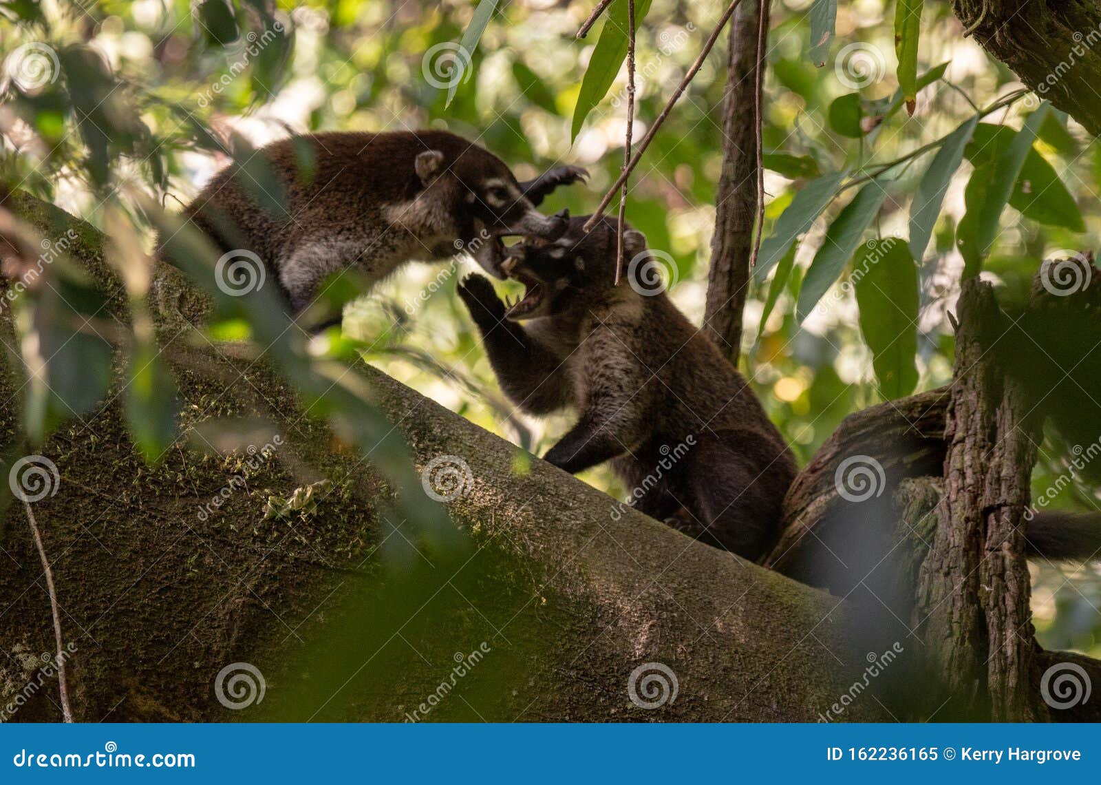 A Group of Coatis in the Jungle Stock Image - Image of nature, jungle ...