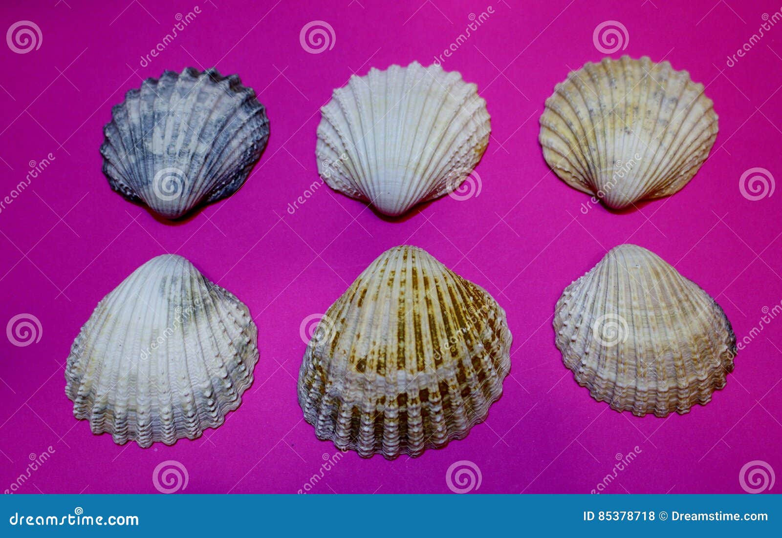A Group Of Raw Cockle, Ark Shell, In A Glass Bowl Isolated On White ...